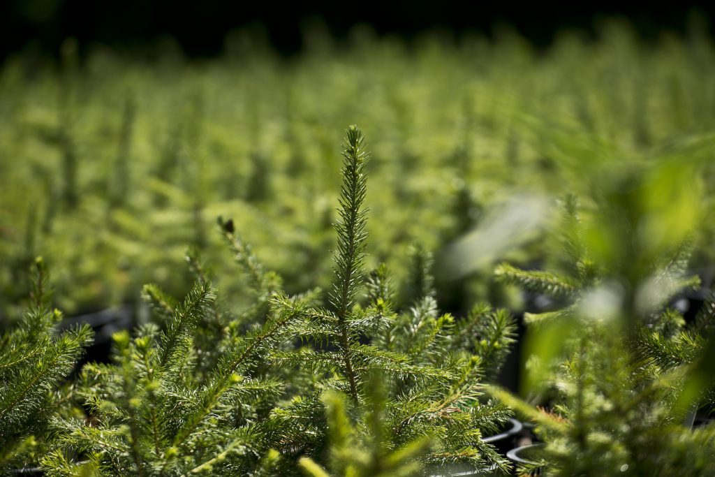 German Forestry Society Visits Red Spruce Restoration Site | Southern ...