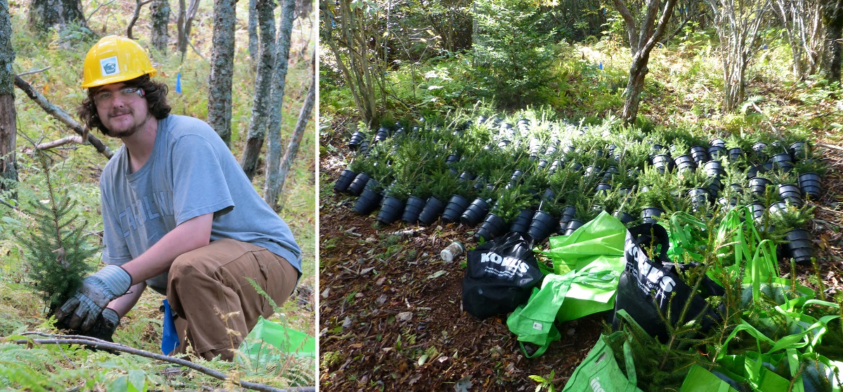The Southern Appalachian Spruce Restoration Initiative | Southern ...