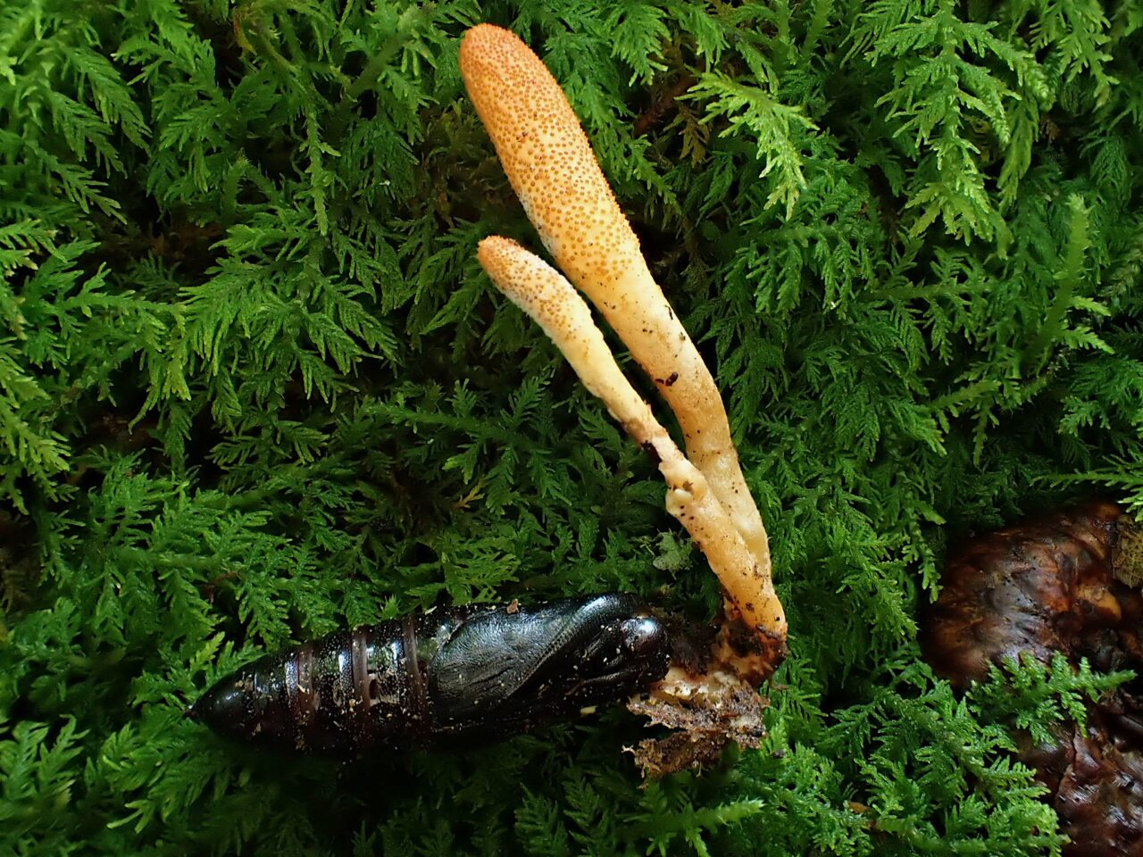 Garden Discoveries: Cordyceps militaris | Southern Highlands Reserve